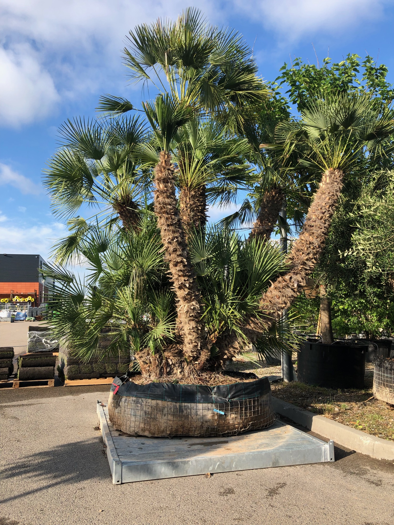 Palmier - Végétal Concept