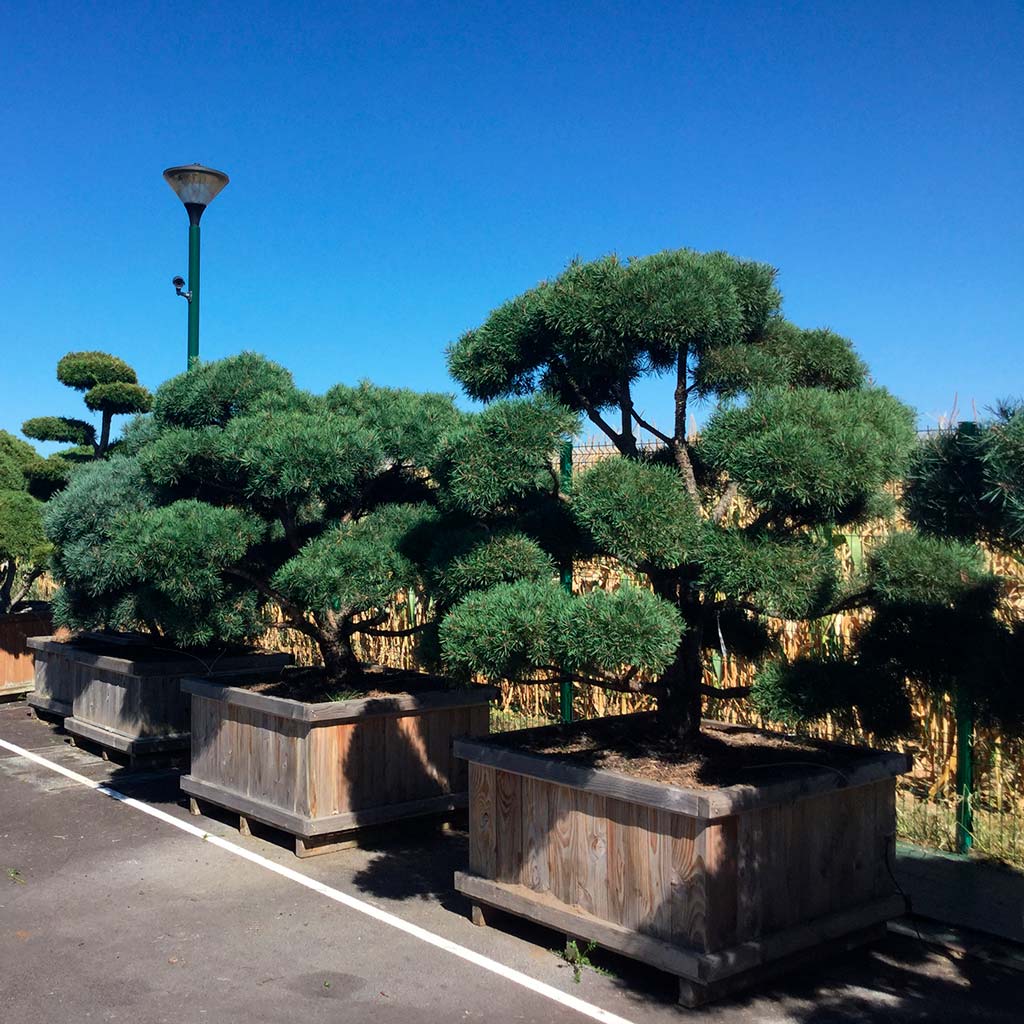Pinus nigra taille en nuage - Végétal Concept